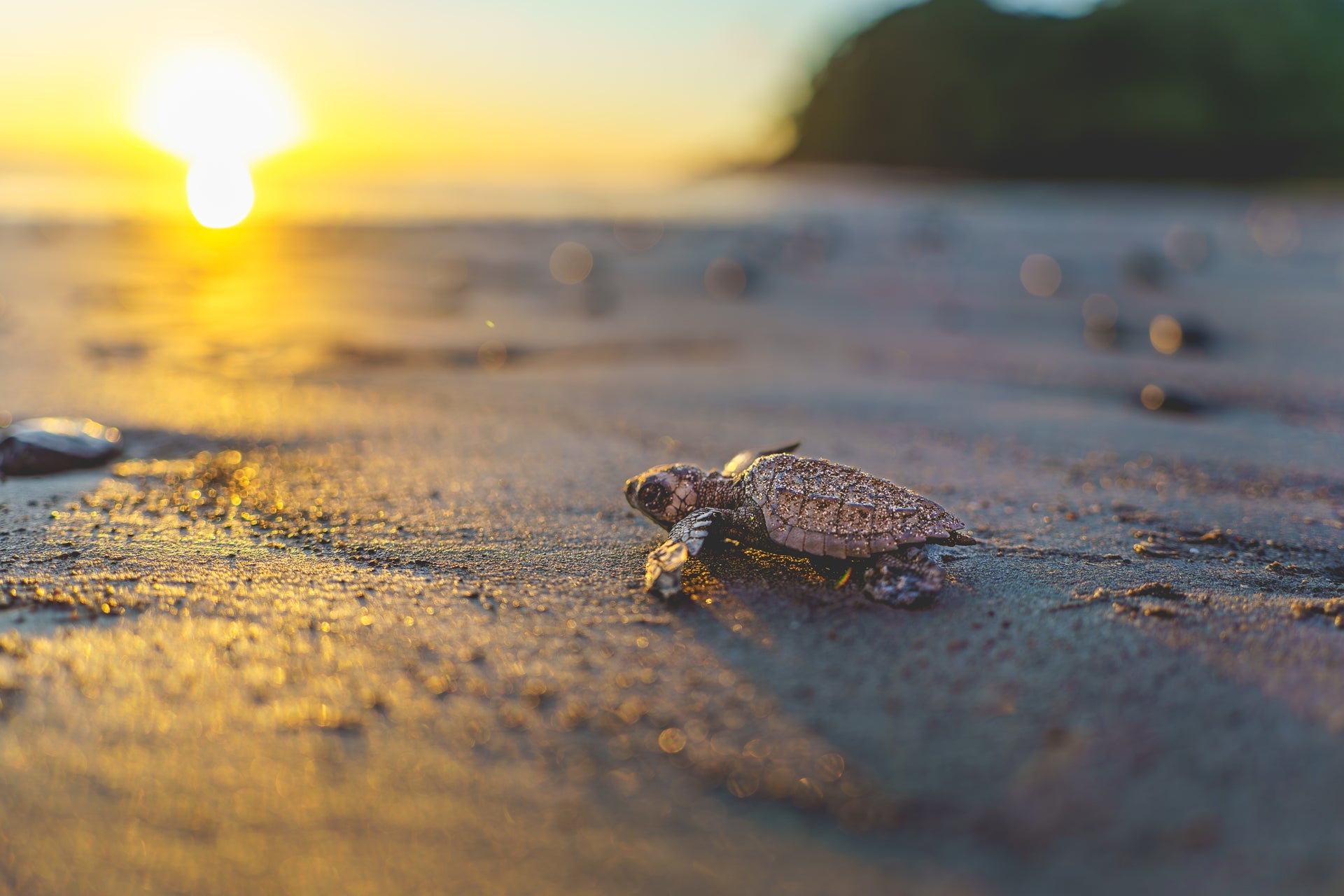 Morning Ascent – Baby Olive Ridley Turtle in Costa Rica Fine Art Print ...